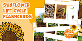 Life Cycle of a Sunflower Movement Display Posters | Twinkl