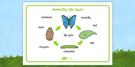 Cody the Caterpillar's Life Cycle Movement Activity Display Posters