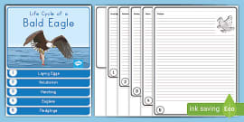 Bald Eagle Life Cycle PowerPoint for Kids | Twinkl USA
