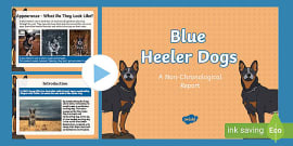 What Is Informative Writing? | Informative Text | Twinkl