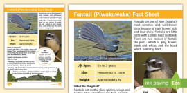 Kiwi Facts for Kids - Years 5-6 (teacher made) - Twinkl