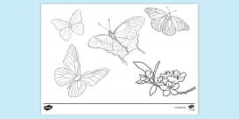 Twinkl and Tonies: Butterfly Colouring Page | Colouring Sheets