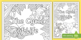 Butterfly Life Cycle Chatterbox (teacher made) - Twinkl