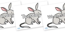 What is a Bilby - Food Chain, Habitat, Behaviour | Twinkl