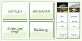 Third Grade Animal Life Cycles Game