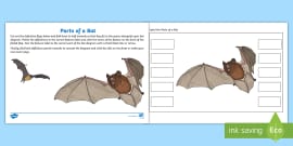 What is a Bat? – Bat Facts for Kids – Twinkl