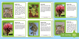 Australian Plants Fact File Worksheet / Worksheet