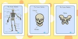 Human Skeleton Cut Outs (Common Names) (teacher made)