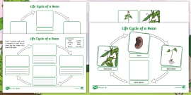 Jack and the Beanstalk Story Sequencing (4 per A4)