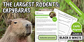 ESL Capybara Reading Comprehension [Teens, A1]