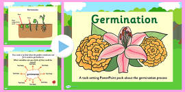 Germination Worksheet - Seed Growth Observation Activity