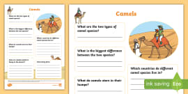 Camel Differentiated Reading Comprehension Activity - Twinkl