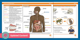 Year 6 Animals Including Humans: Human Body Study Guide PDF