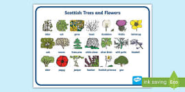 Native Scottish Trees Identification Sheet (teacher made)