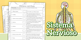Sopa de letras interactiva: La sistema nervioso