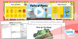 Science: Plants: How Do Plants Grow Year 1 Lesson Pack 6