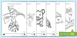 Nocturnal Animals Posters | Primary Resources - Twinkl