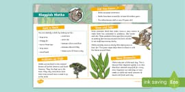 UKS2 All About Sloths Reading Comprehension Activity