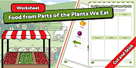 Parts of a Plant We Eat Sorting Activity