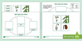 My Plant Life Cycle Activity