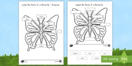 Butterfly Life Cycle Sentence Writing Worksheet
