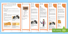 Pet Fact File Worksheet / Worksheets