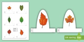 Parts of a Leaf Poster (teacher made) - Twinkl