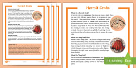 All About Crustaceans - PowerPoint (teacher made) - Twinkl