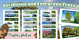Classroom Tree Display Pack
