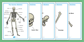 Build a Life-Size Skeleton Cutout | Twinkl USA | Halloween
