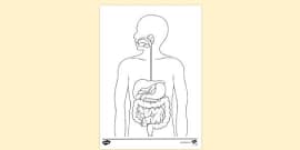 Human Digestive System Cartoon Colouring Sheet | Twinkl