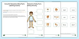 Label the Human Body Activity Sheet