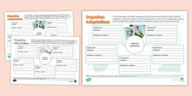 Animal Adaptations Mind Map (teacher made) - Twinkl