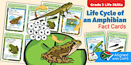 Gr3 Life Skills T2 Life Cycle of an Insect Fact Cards (CAPS)