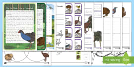 New Zealand Bird Display Posters (teacher made)