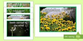 Life Cycle of a Dandelion Activity - Science and STEM