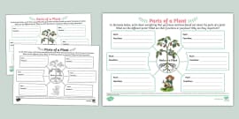 Parts of a Plant Fact File Template (profesor hizo) - Twinkl