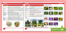 Taflen Weithgaredd Labelu Rhannau Blodyn (teacher made)