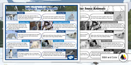 How Do Animals Stay Warm in Winter PowerPoint | Twinkl USA