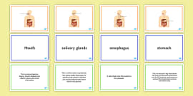 The Digestive System Differentiated Reading Comprehension Activity