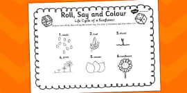 Sunflower Life Cycle Spin Wheel (teacher made) - Twinkl