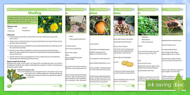 School Garden Vegetable Fact Cards (teacher made)