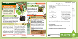 Rainforest Poems KS2 Differentiated Reading Comprehension Activity