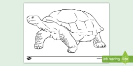What is a tortoise? - Find out more about these land-dwelling shelled ...