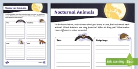 Nocturnal Animals Fact File - Twinkl