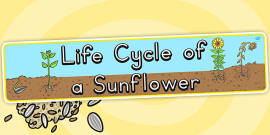 Sunflower Life Cycle Display Posters (teacher made) - Twinkl