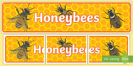 Honeybees PowerPoint (teacher made) - Twinkl