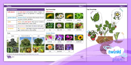 Plants Knowledge Organizer | Year 2 Science (teacher made)