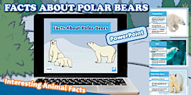 Polar Bear Fact Cards - Twinkl - KS1