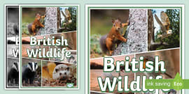 British Wildlife Photo Display Banner (teacher made)